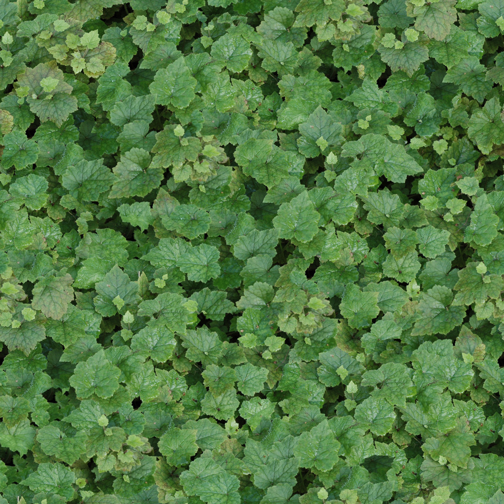 TexturesCom_Groundplants0013_1_seamless_S – Herbilis