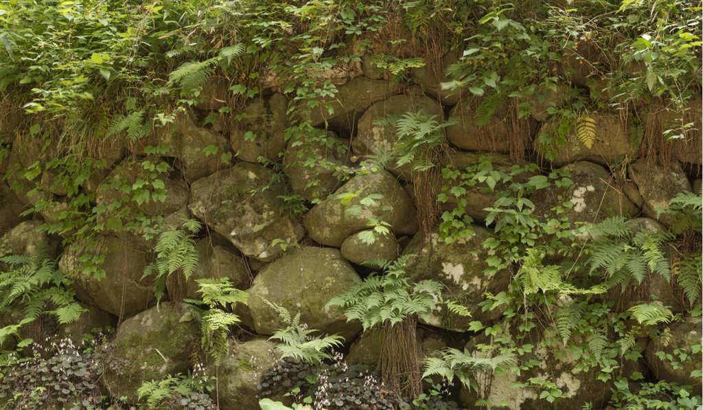 TexturesCom_Groundplants0209_4_S – Herbilis